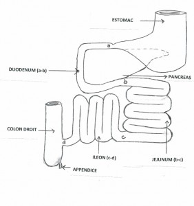 Découvrir la place clé de l’intestin grêle et ses mécanismes (1)